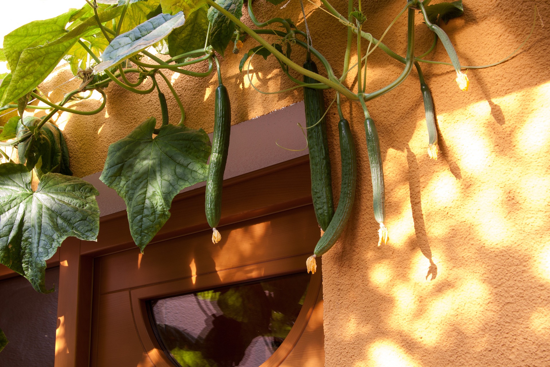 Climbing Cucumbers: Maximize Your Harvest with Vertical Gardening ...