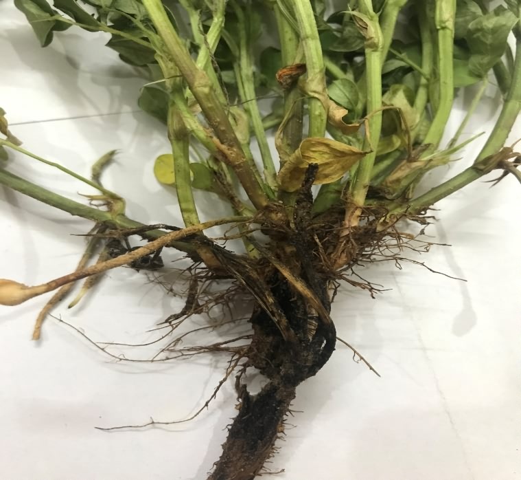 How to Fight Bulb Rot - rachelrabbitwhite.com