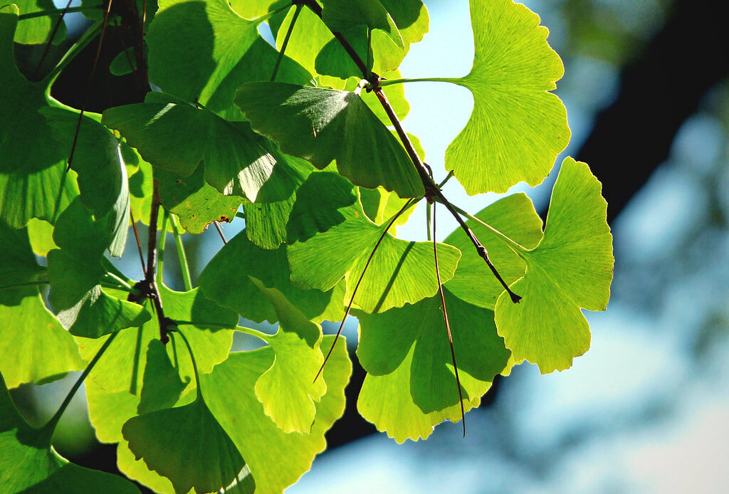 How to Grow a Ginkgo Biloba (Maidenhair) Tree - rachelrabbitwhite.com