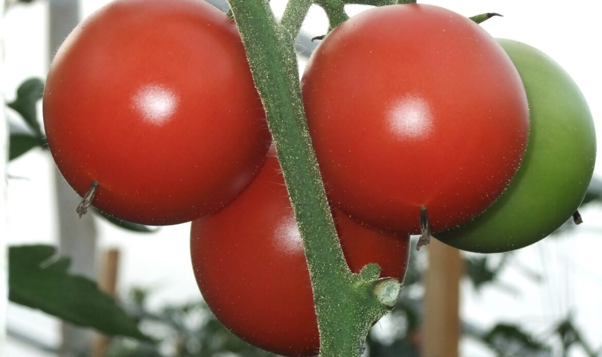 What is an F1 Tomato? - rachelrabbitwhite.com