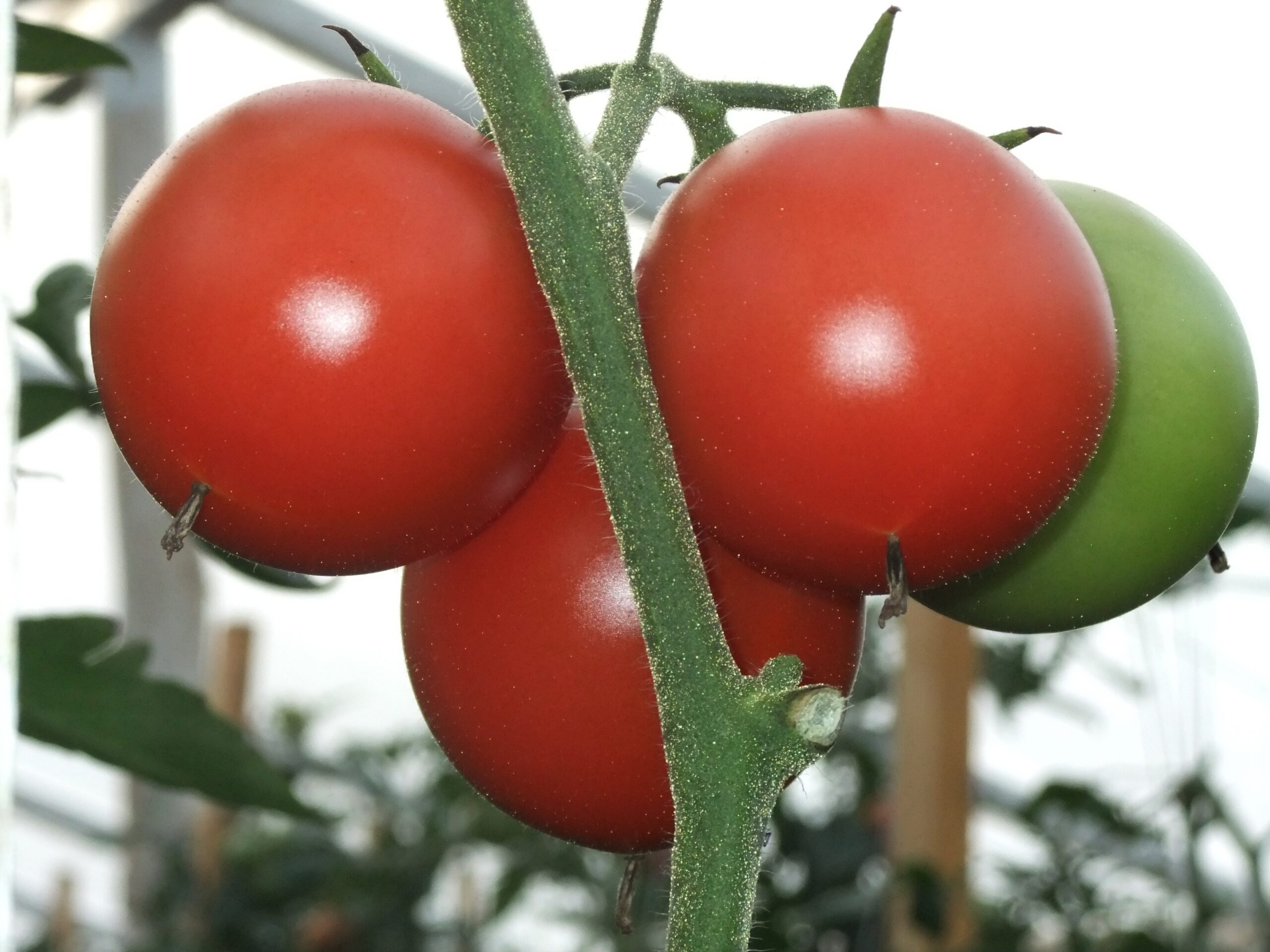 What is an F1 Tomato? - rachelrabbitwhite.com