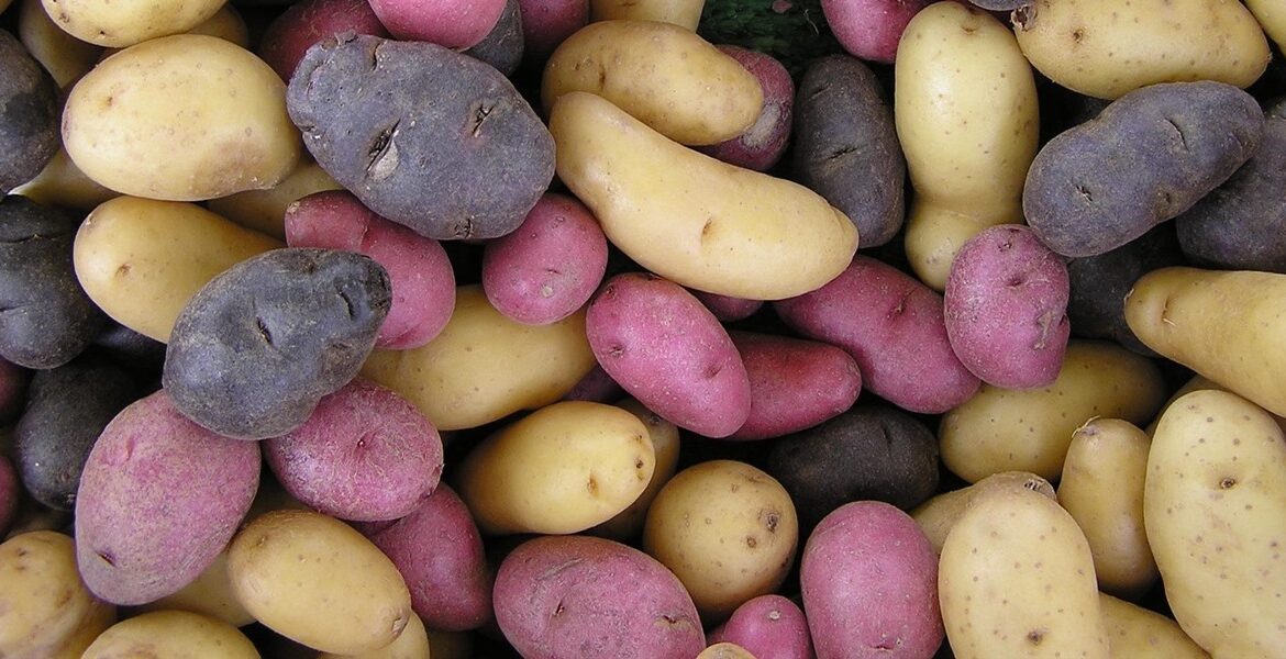 10 Types of Potatoes to Consider Growing - rachelrabbitwhite.com