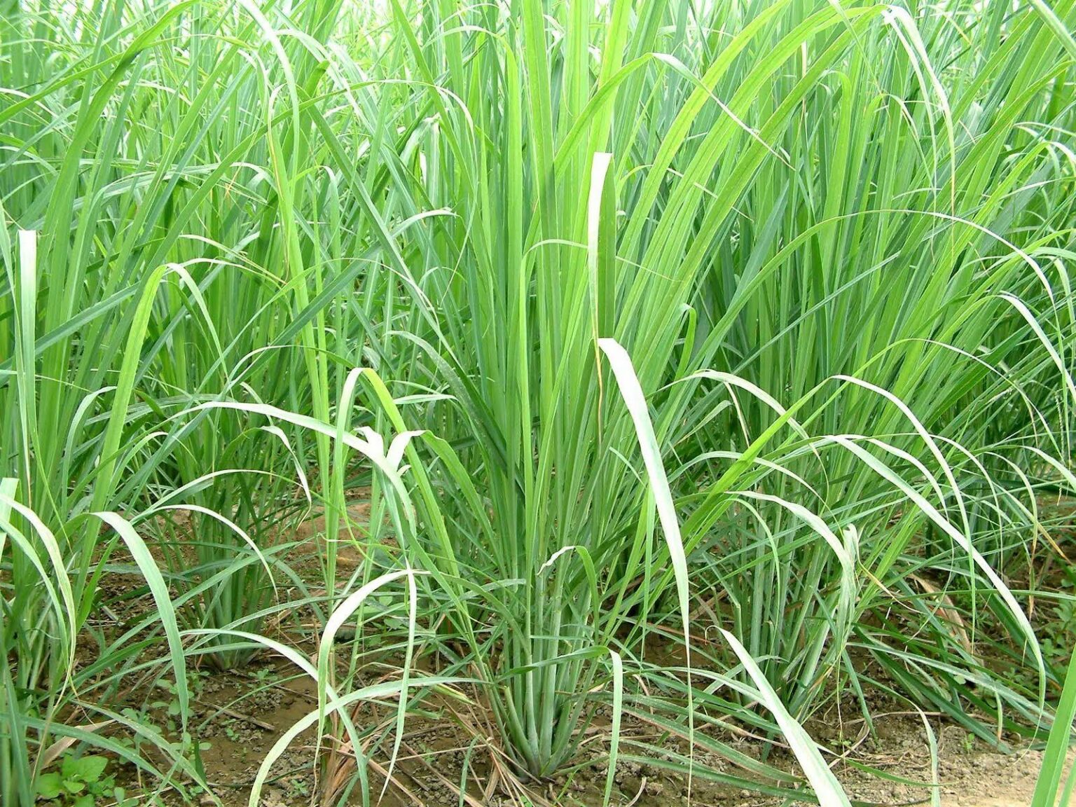 Citronella Grass Vs Lemongrass Compared And Explained