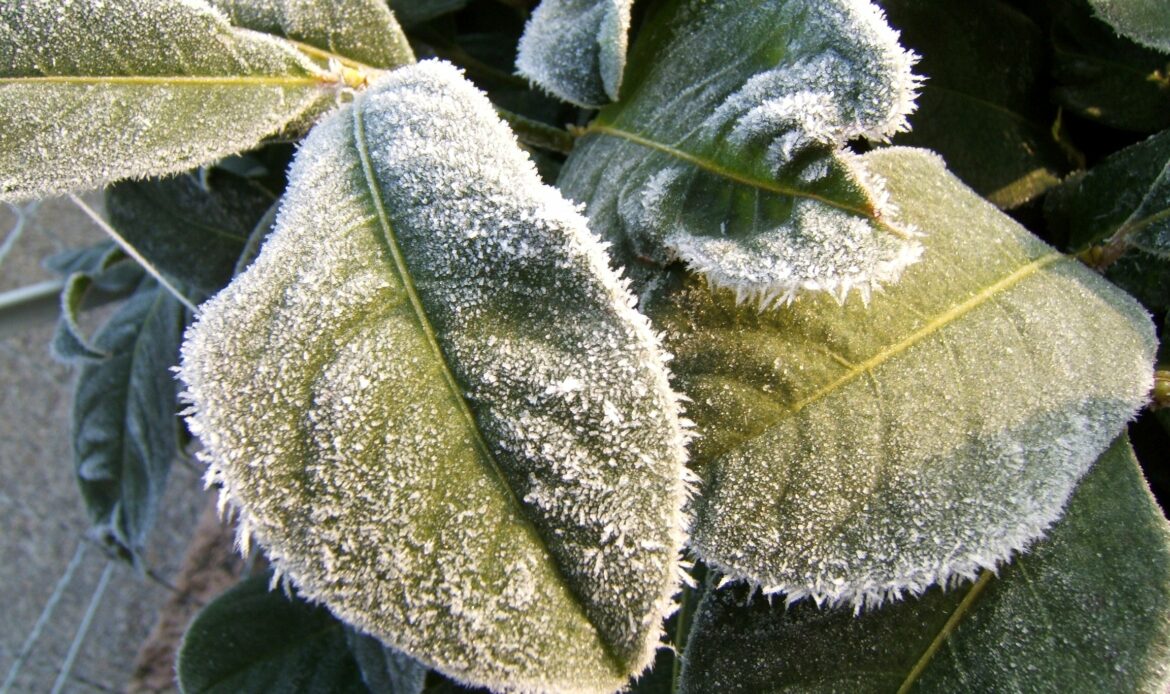What temperature is the frost point for plants? - rachelrabbitwhite.com