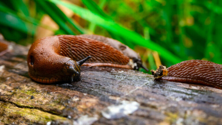 Where Do Slugs Come From at Night? - rachelrabbitwhite.com