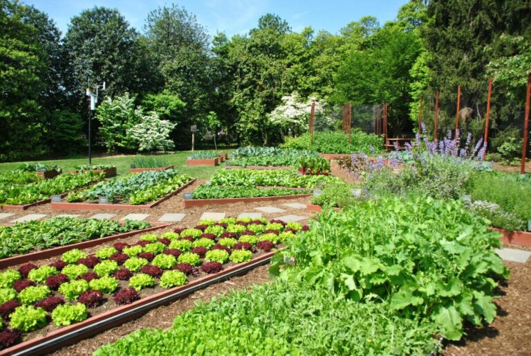 12 Top Tips for Growing a Traditional In-Ground Vegetable Garden ...