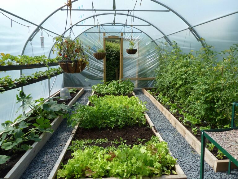 13 Top Greenhouse Gardening Benefits and Uses - rachelrabbitwhite.com