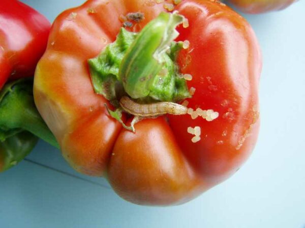 How to Control the Tomato Fruitworm - rachelrabbitwhite.com