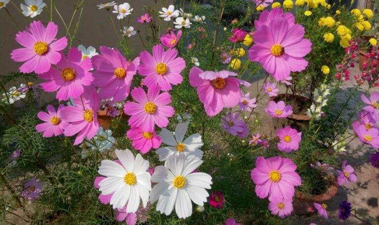 How To Grow Cosmos Flowers - rachelrabbitwhite.com
