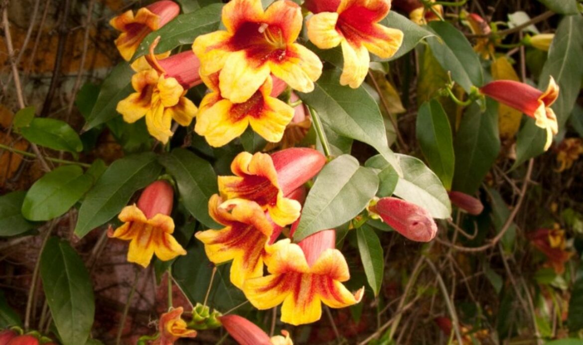 How To Grow Crossvine - rachelrabbitwhite.com